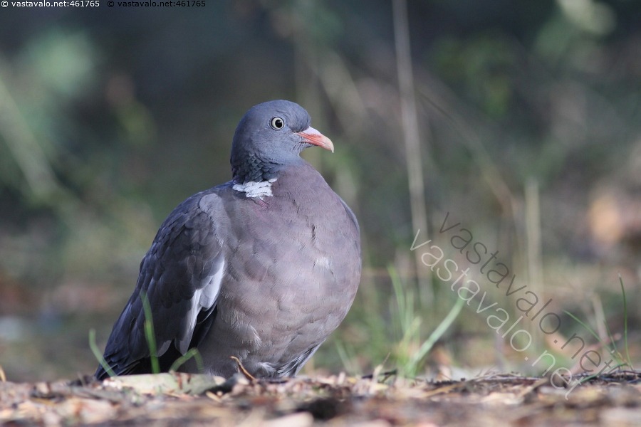 Kuva: Sepelkyyhky - Columba palumbus kyyhky muuttolintu riistalintu ...