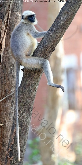 Kuva: Hanumaani - Semnopithecus entellus hanumaani languri lehtiapina ...