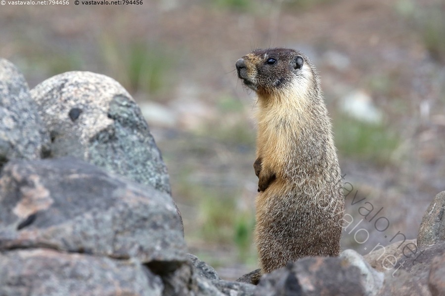 Kuva: Keltavatsamurmeli - Marmota flaviventris keltavatsamurmeli ...