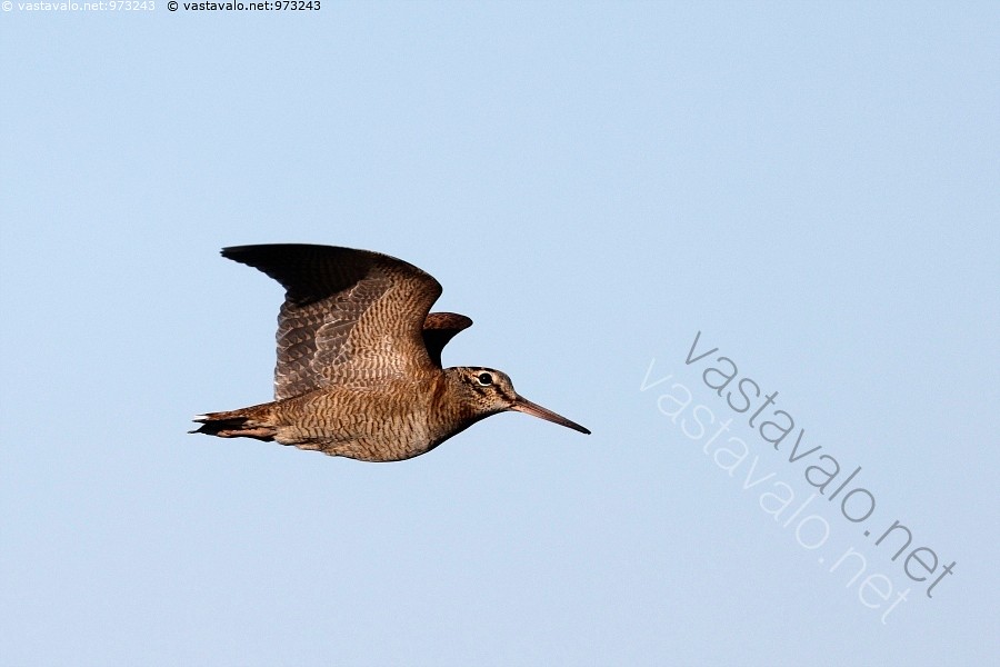 Kuva: Lehtokurppa - Scolopax rusticola lehtokurppa kurppa kurpat ...