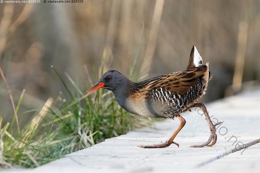 Kuva: Luhtakana - Rallus aquaticus luhtakana rantakana kävellä ...