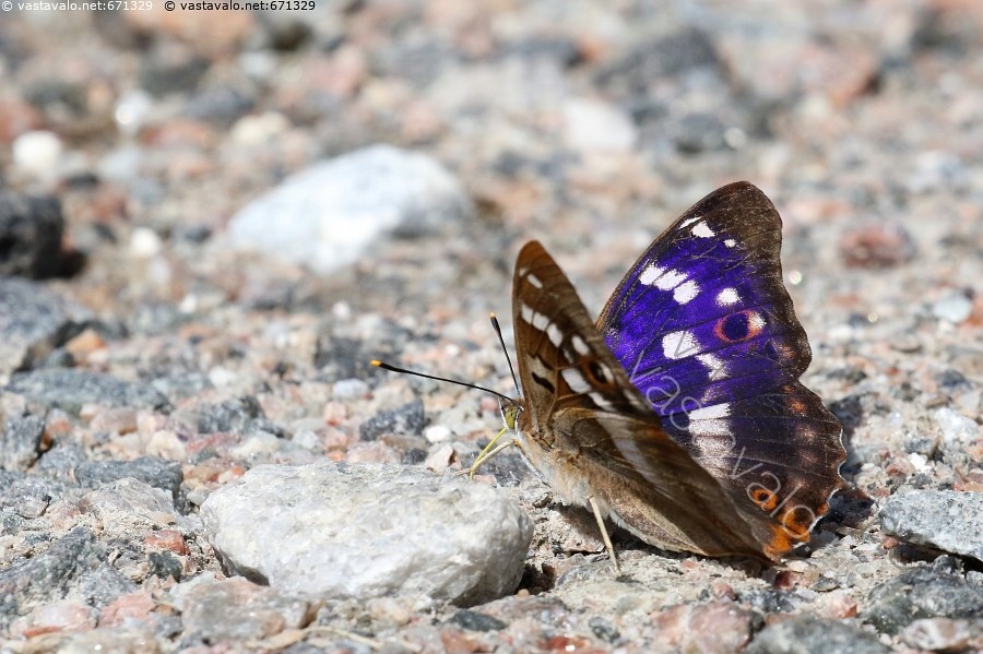 Kuva: Pikkuhäiveperhonen - Apatura ilia pikkuhäiveperhonen ...