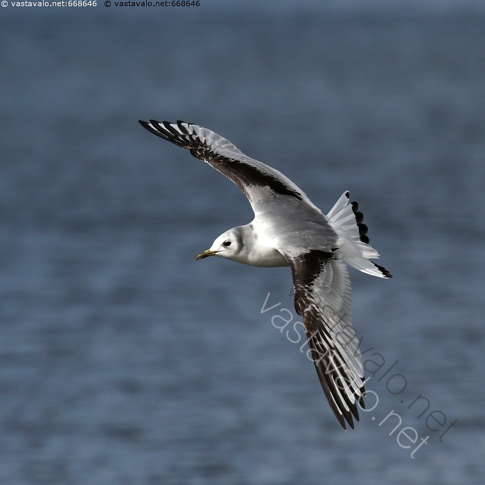 Kuva: Pikkukajava - Rissa tridactyla pikkukajava kajava lokki nuori ...