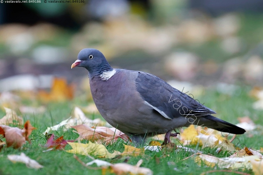 Kuva: Sepelkyyhky - Columba palumbus sepelkyyhky kyyhky kyyhkylintu ...