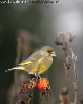 Kuva: Viherpeipponaaras oksalla - viherpeipot viherpeippo Chloris ...