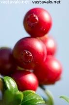 Kuva: Puolukat kasvuympäristössään - puolukka puolukat puolukan varvut ...