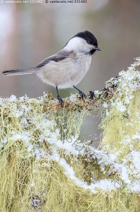 Kuva: Pönöttävä tiainen - linnut lintu talvilintu talvilinnut ...
