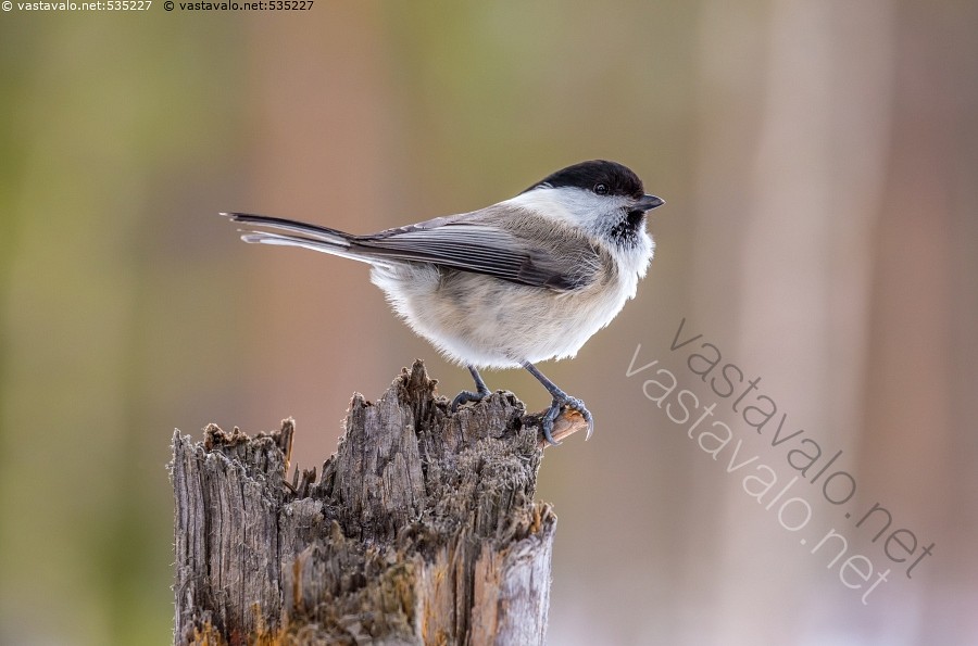 Kuva: Hömötiainen - Parus montanus tiainen tiaiset lintu linnut ...