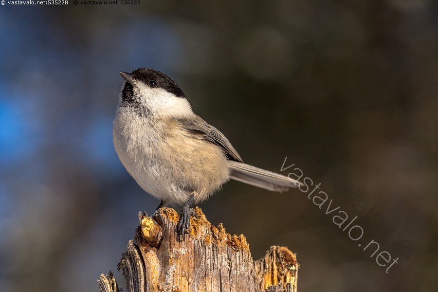 Kuva: Hömötiainen - Parus montanus tiainen tiaiset lintu linnut ...