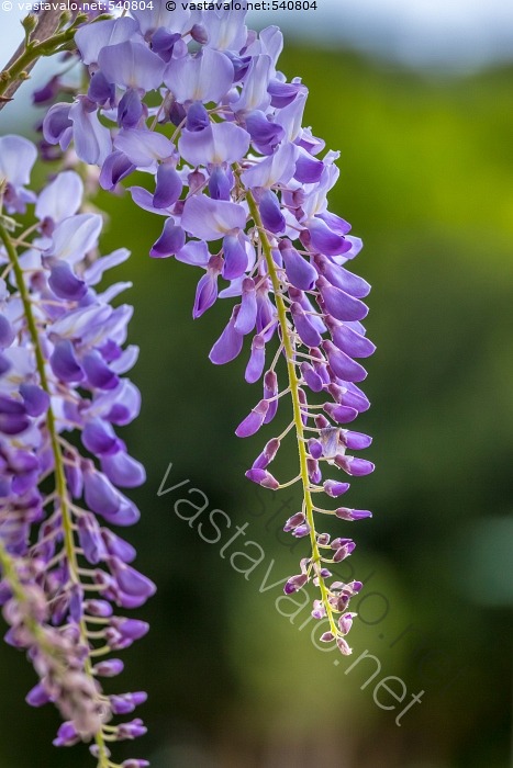 Kuva: Sinisateen kukka - sinisade Wisteria sinensis köynnöskasvit ...