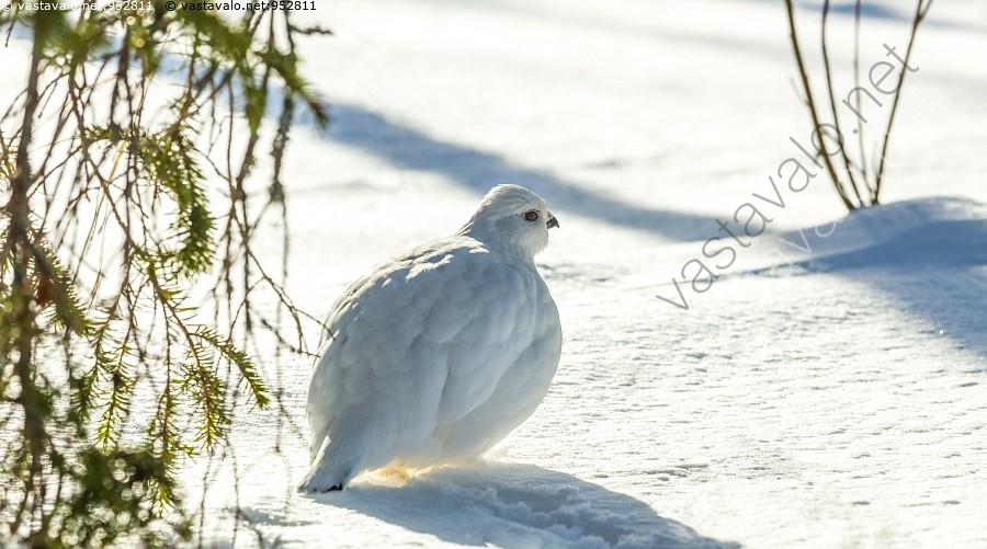 Kuva: Riekko keväthangella - riekko Lagopus lagopus kanalintu metsäkanalintu talvipukuinen ...