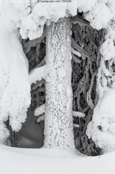 Kuva: Talven valta - luminen huurteinen puu kuusi Picea abies puunrunko ...