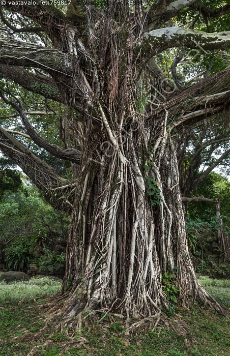 Kuva: Vanha viikunapuu - viikunapuu varjoviikuna Ficus microcarpa suuri ...