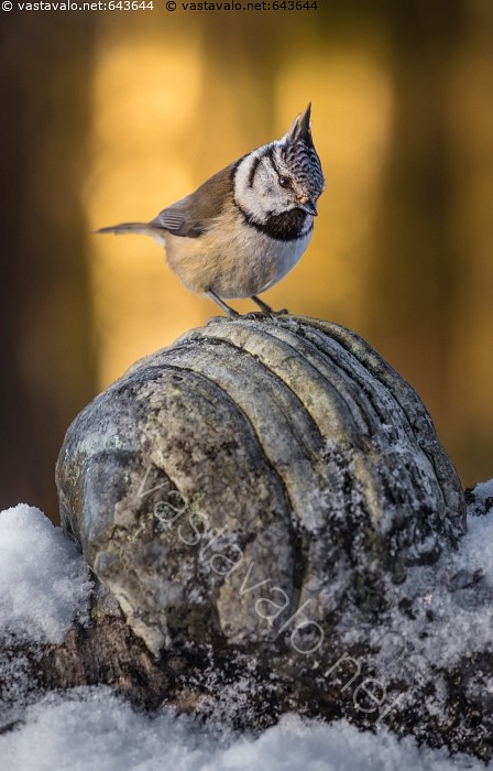 Kuva: Terhakka - töyhtötiainen Parus cristatus käävällä lintu linnut ...