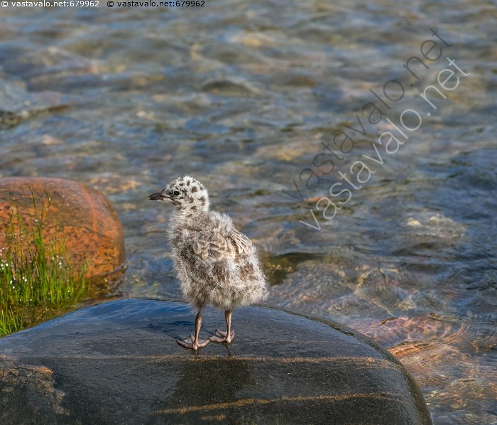 Kuva: Kalalokin poikanen - lokki kalalokki Larus canus poikanen ...