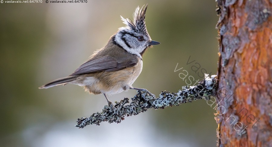 Kuva: Töyhtötiainen - töyhtötiainen Parus cristatus tiainen tiaiset ...