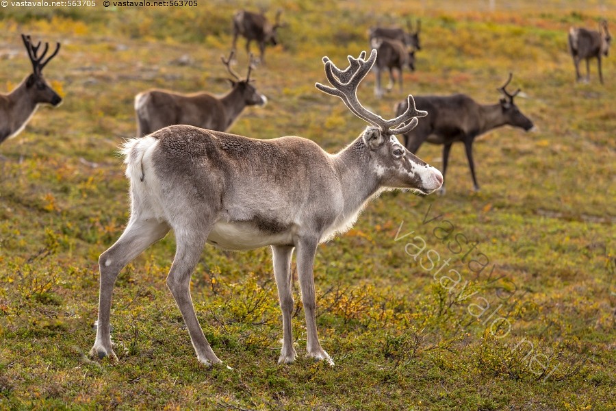 Kuva: Poroja tunturissa - poro porot Rangifer tarandus nisäkäs nisäkkäät tarhaeläin - Kuvapankki ...
