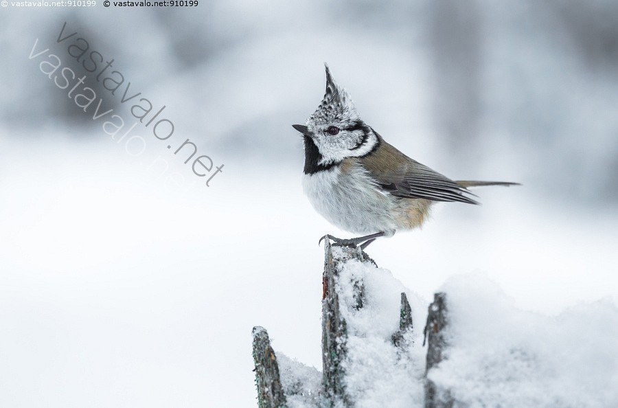 Kuva: Töyhtötiainen kannolla - töyhtötiainen Parus cristatus tiainen ...