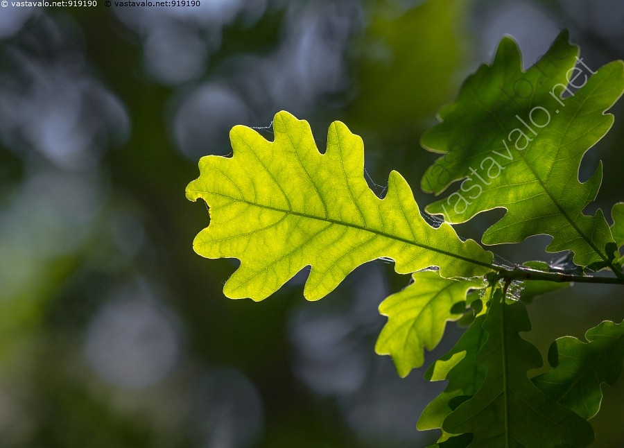 Kuva: Yhteyttävä puun lehti - tammi tammen lehti lehdet valo ...