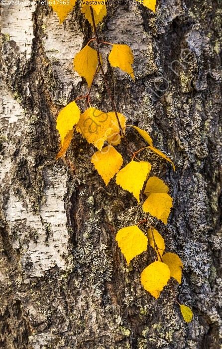 Kuva: Sompion rauduskoivu - koivu rauduskoivu Betula pendula ...