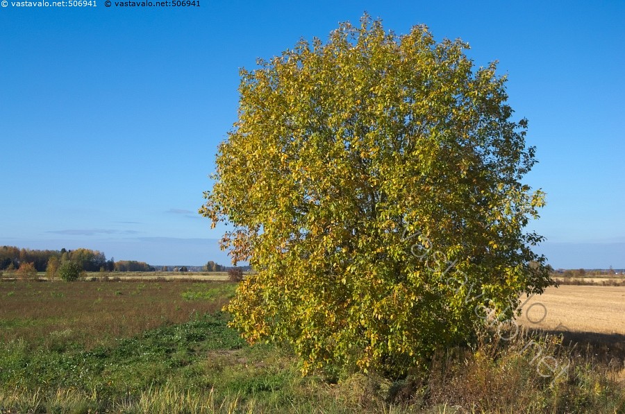 Kuva: Paju pellolla - paju pajukasvi Salix pallomainen puu pelto lato ...