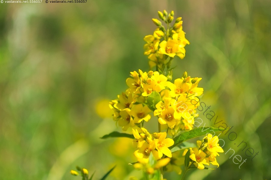 Kuva: Ranta-alpi - ranta-alpi Lysimachia vulgaris esikkokasvi kasvi ...