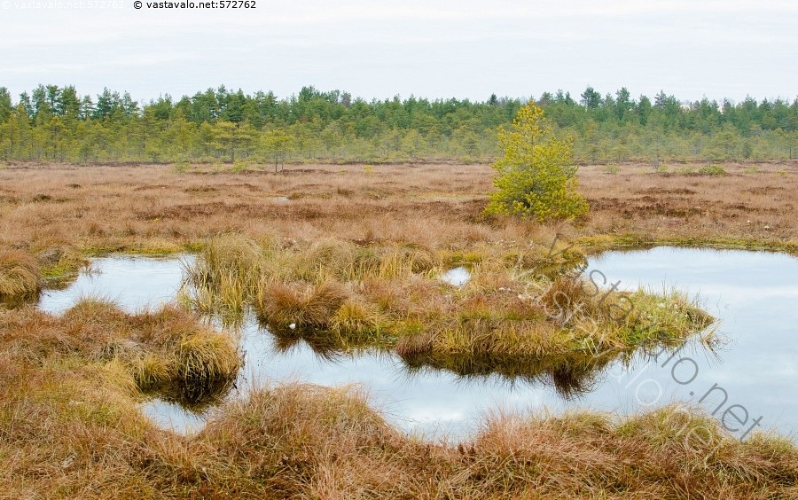 Kuva: Syksy suolla - suo neva Kakkerinsuo soidensuojelualue mätäs ...