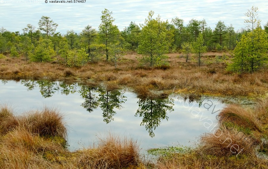 Kuva: Syksyinen suolampi - suo neva Kakkerinsuo soidensuojelualue mänty ...