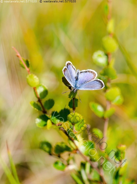 Kuva: Sinisiipi ja vaivaiskoivu - pieni sininen herkkä hento perhonen ...