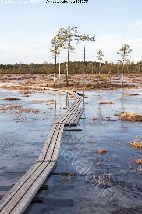 Kuva: Suo vettä tulvillaan - suo neva Isoneva soidensuojelualue ...