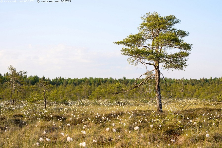Kuva: Niittyvillan aikaan - suo neva Lastensuo valkoinen tupasvilla ...