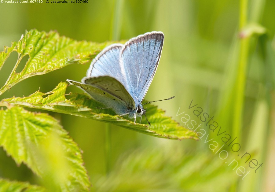 Kuva: Hopeasini - perhonen sininen päiväperhonen sinisiipi sinisiipinen ...