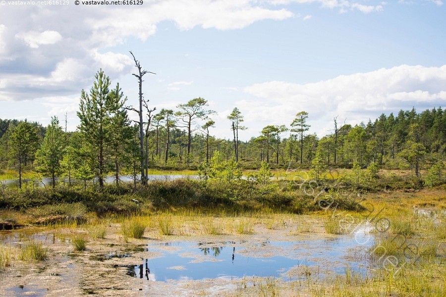 Kuva: Suolammet - suo neva Isoneva soidensuojelualue lampi lammet ...