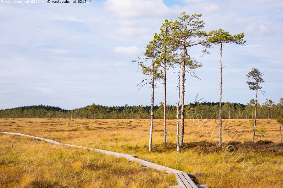 Kuva: Syksyn tuntua - suo maisema suomaisema neva Isoneva ...