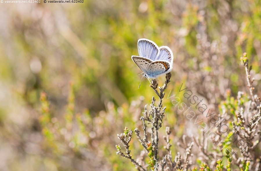 Kuva: Sinisiipi kanervikossa - sininen perhonen sini sinisiipi ...