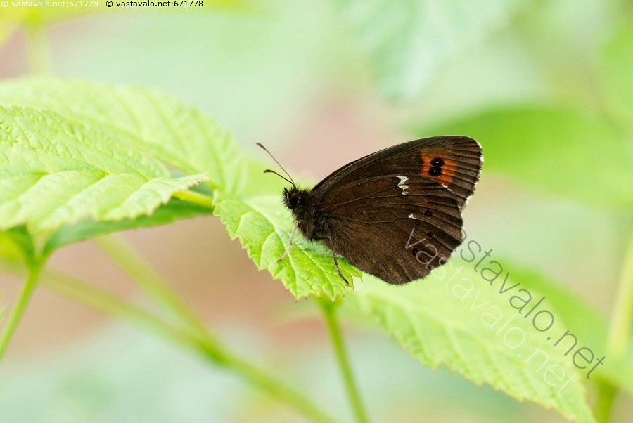 Kuva: Tumma perhonen lehdellä - tumma perhonen metsänokiperhonen Erebia ...