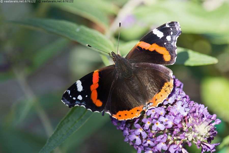 Kuva: Amiraali - värikäs kirjava perhonen amiraali amiraaliperhonen ...