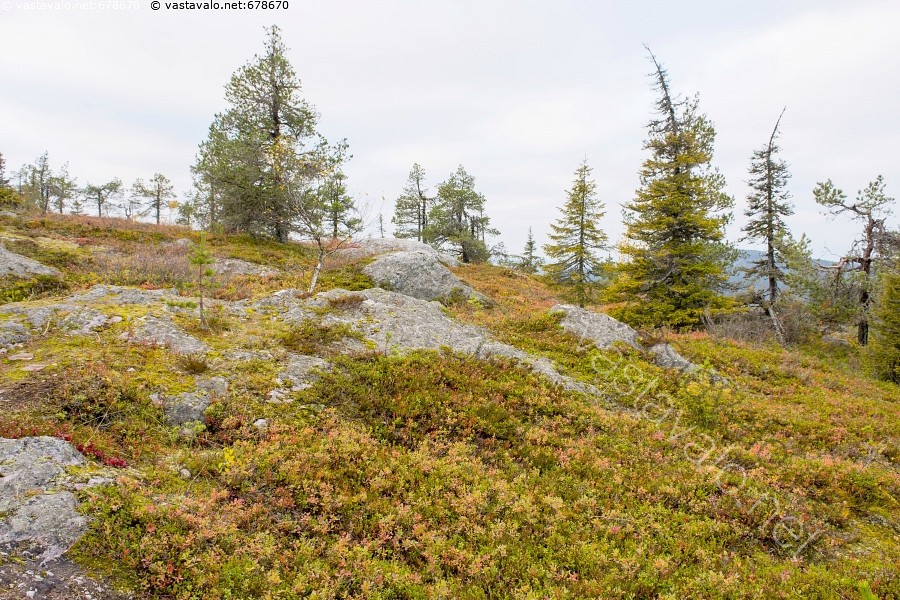 Kuva: Vaaran laella - vaara laki Pyhävaara vaaramaisema maisema ...