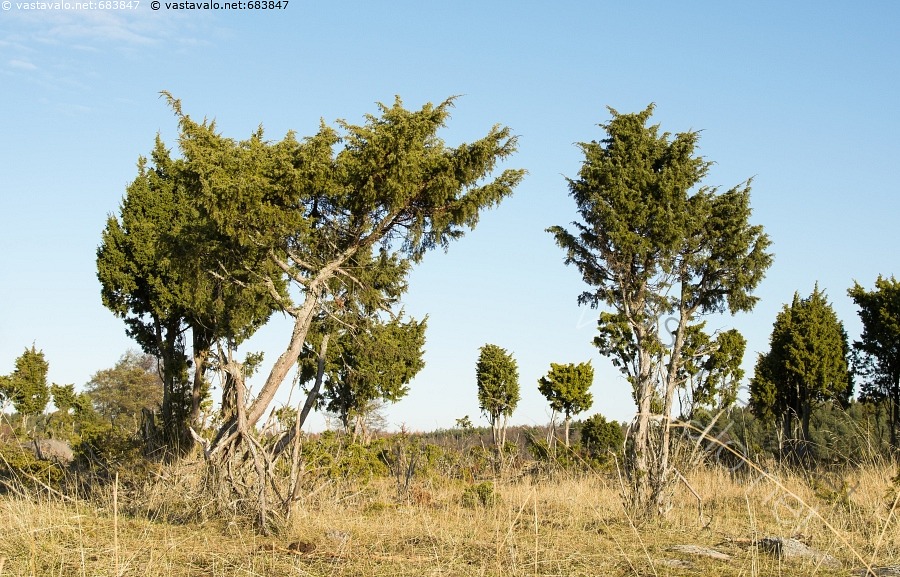 Kuva: Kataja - kataja Juniperus communis kotikataja havupuu puu puut ...
