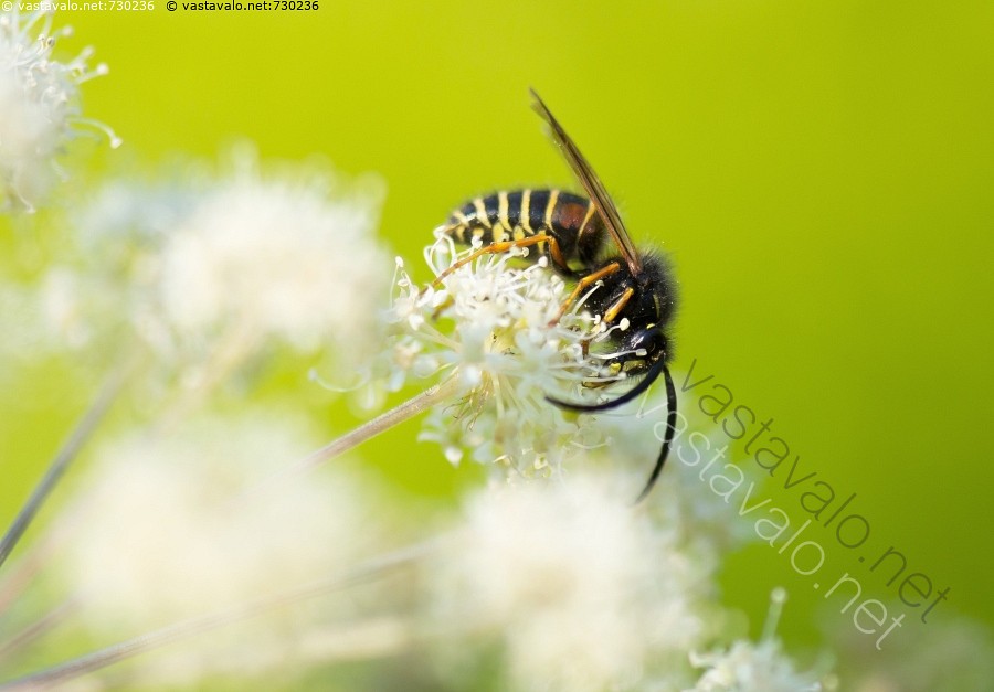 Kuva: Ampiainen karhunputkella - ampiainen ampiaiset pistiäiset ...