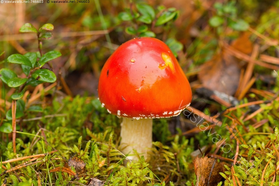 Kuva: Pieni punainen - punakärpässieni Amanita muscaria punainen ...