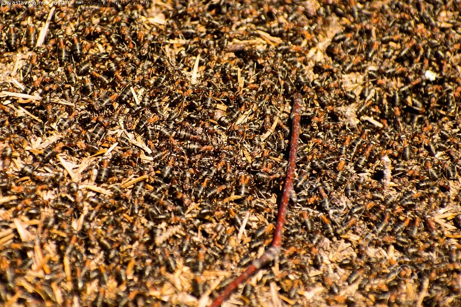 Kuva: Keväistä hyörinää - keko muurahaiskeko muurahainen Formica rufa ...
