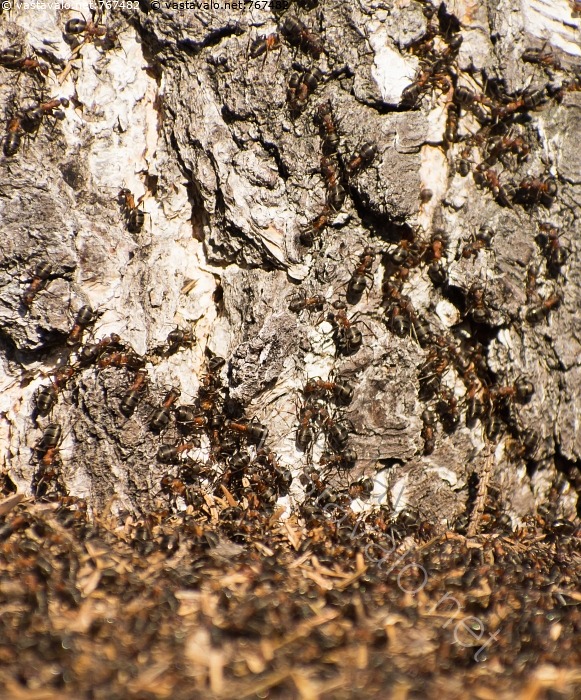Kuva: Hyörinää - keko muurahaiskeko muurahainen Formica rufa ...