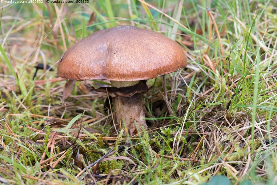 Kuva: Voitatti - Suillus luteus voitatti tatti sieni sienet tatit ...