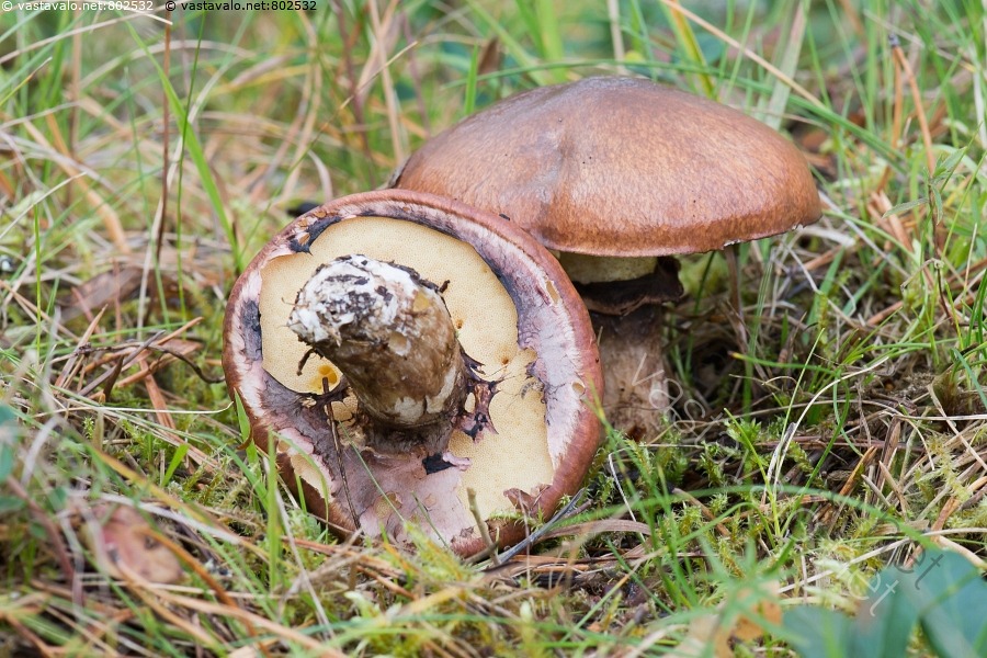 Kuva: Voitatti - Suillus luteus voitatti tatti sieni sienet tatit ...