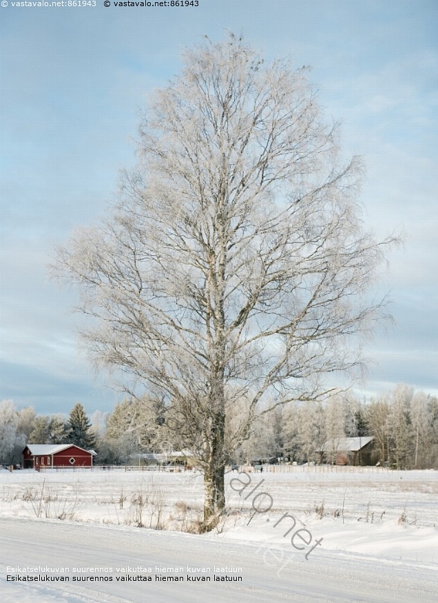 Kuva: Huurteinen rauduskoivu - koivu rauduskoivu Betula pendula ...
