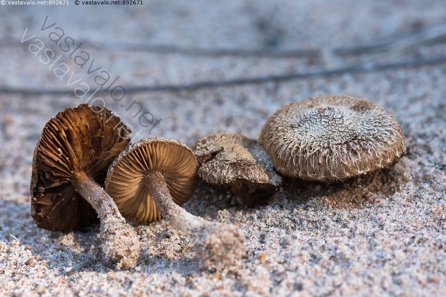 Kuva: Hietikkorisakas Inocybe impexa - Inocybe impexa hietikkorisakas ...