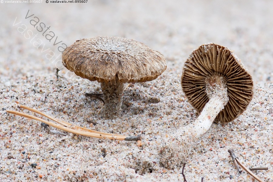 Kuva: Hietikkorisakas Inocybe impexa - Inocybe impexa hietikkorisakas ...