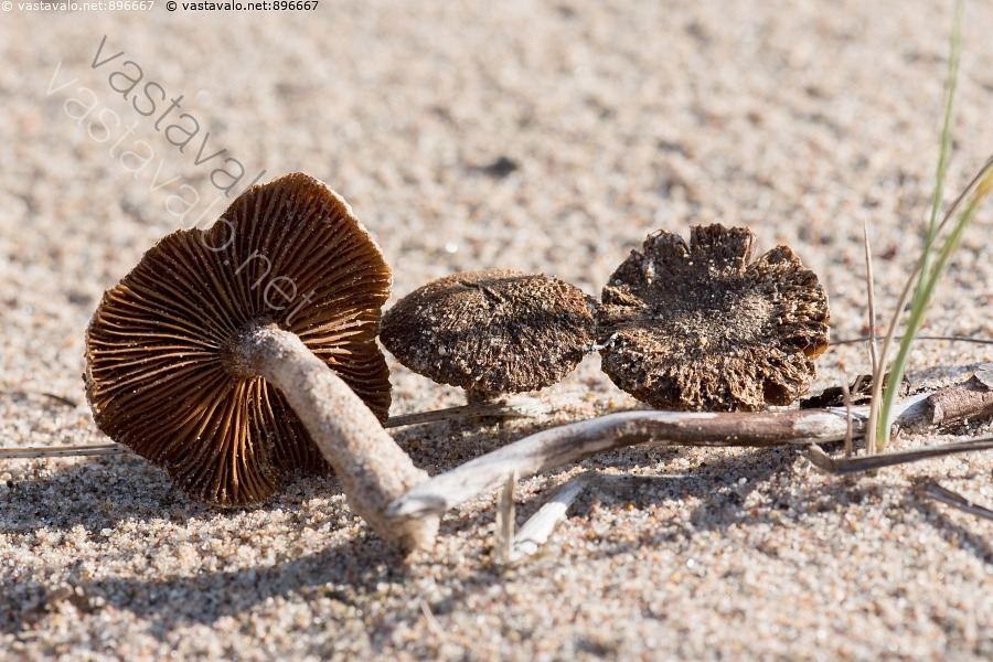 Kuva: Hietikkorisakas Inocybe impexa - Inocybe impexa hietikkorisakas ...