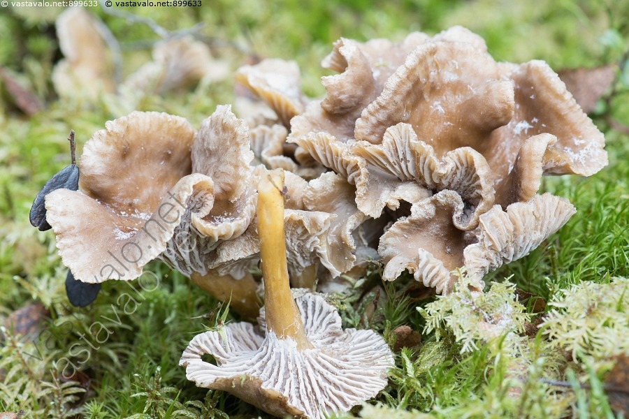 Kuva: Suppilovahvero Cantharellus tubaeformis - Cantharellus ...